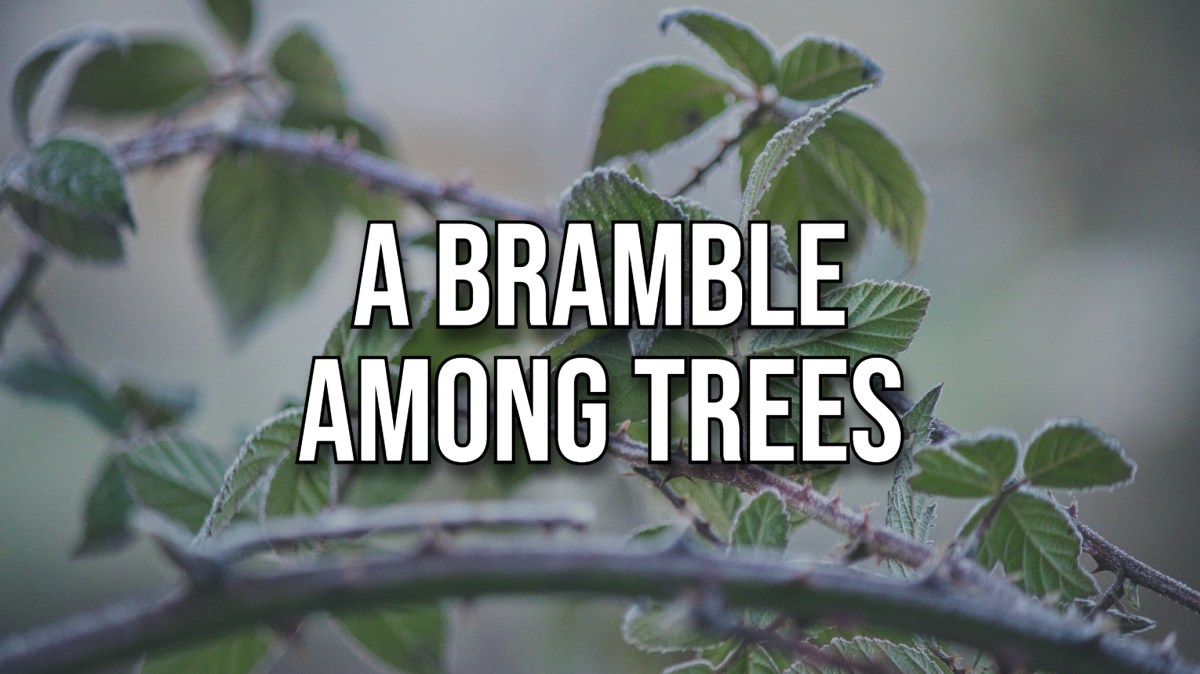 A Bramble Among Trees – Watts in the Word